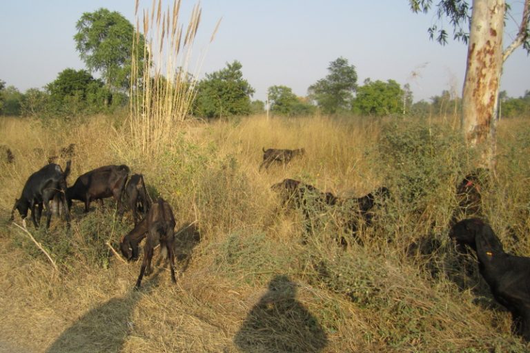 Beetal Goats - Breed Profile - Goat Journal